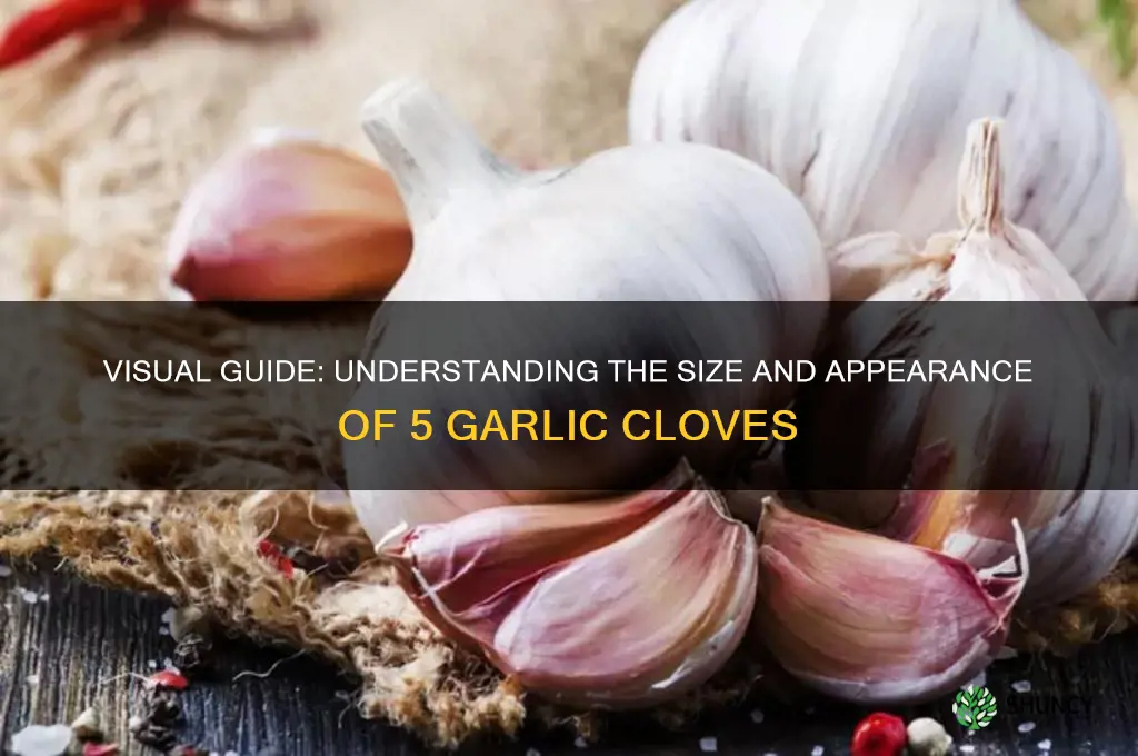 Visual Guide: Understanding The Size And Appearance Of 5 Garlic Cloves ...