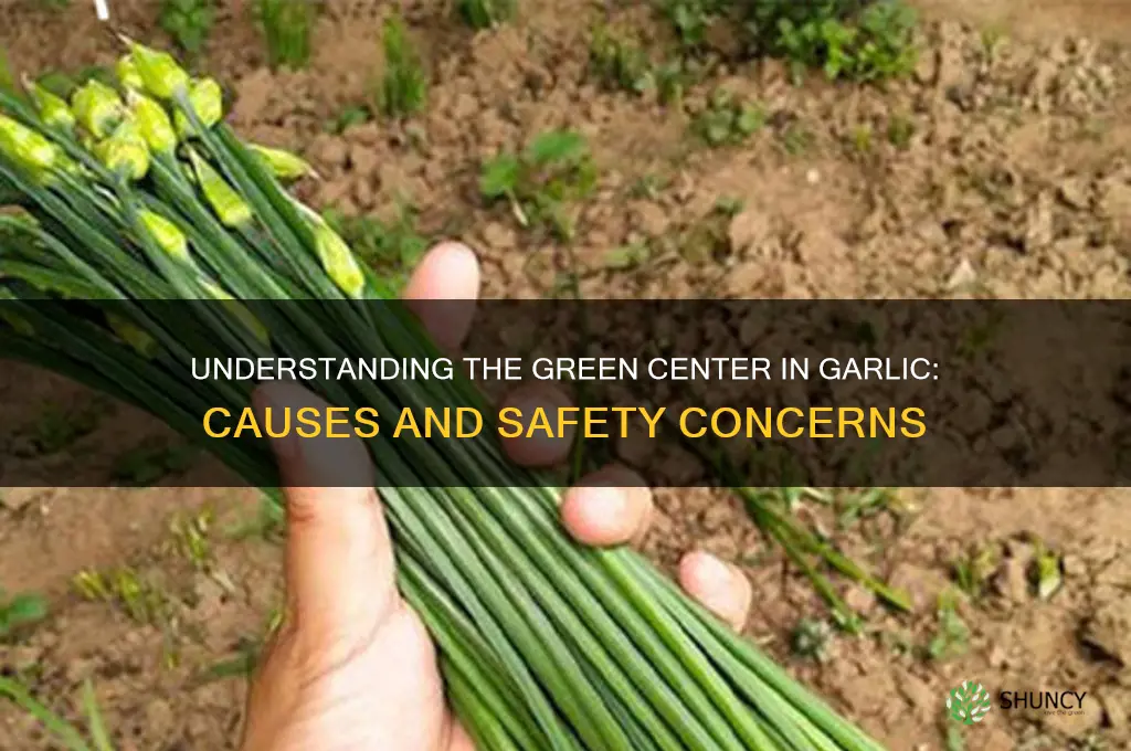 Understanding The Green Center In Garlic: Causes And Safety Concerns ...