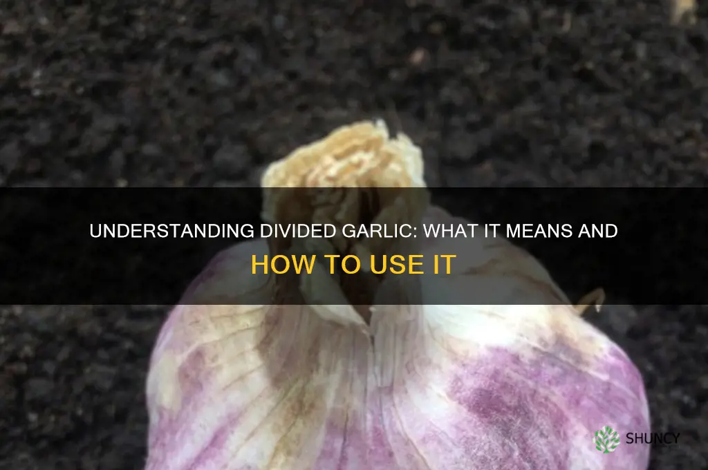Understanding Divided Garlic: What It Means And How To Use It | ShunCy