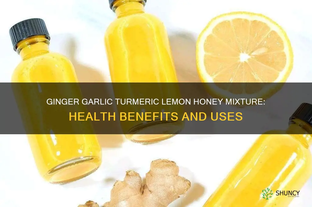 Ginger Garlic Turmeric Lemon Honey Mixture: Health Benefits And Uses ...