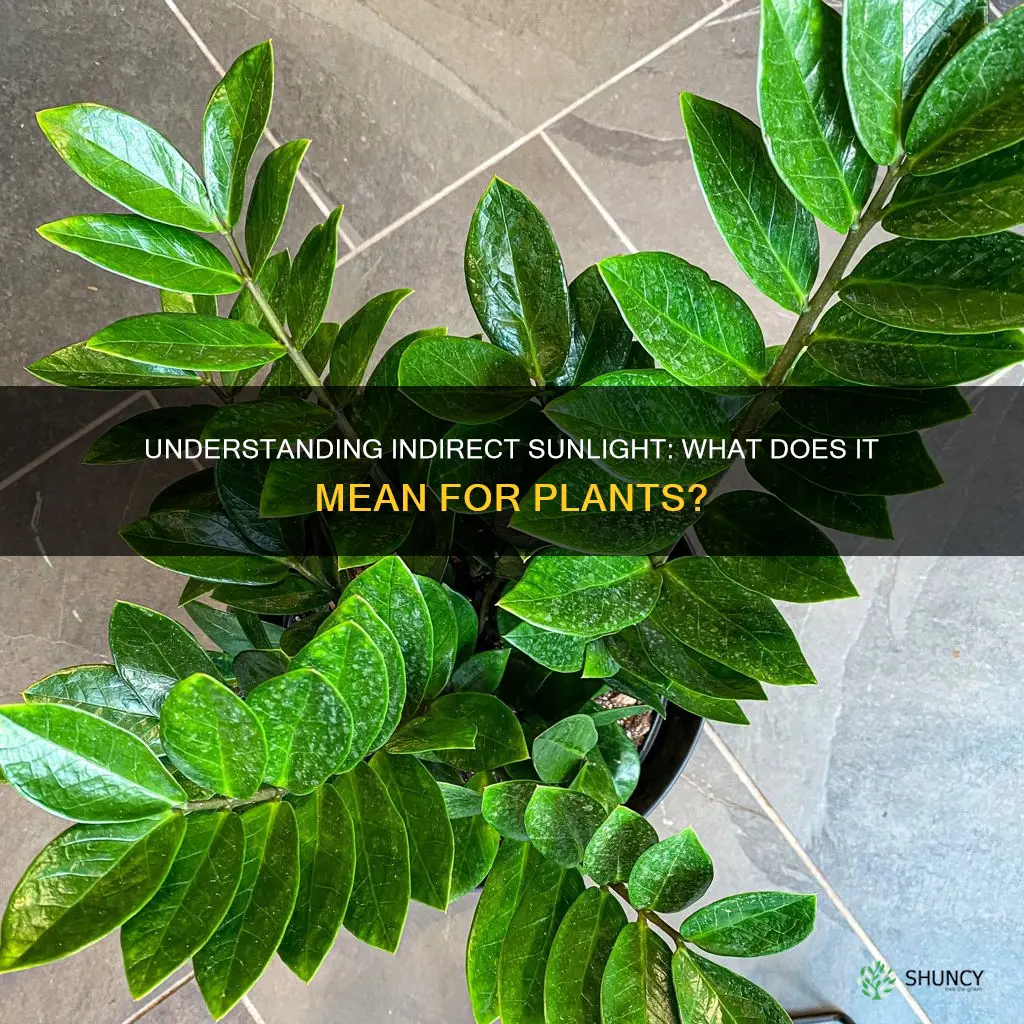 Understanding Indirect Sunlight What Does It Mean For Plants ShunCy Understanding Indirect Sunlight What Does It Mean For Plants ShunCy