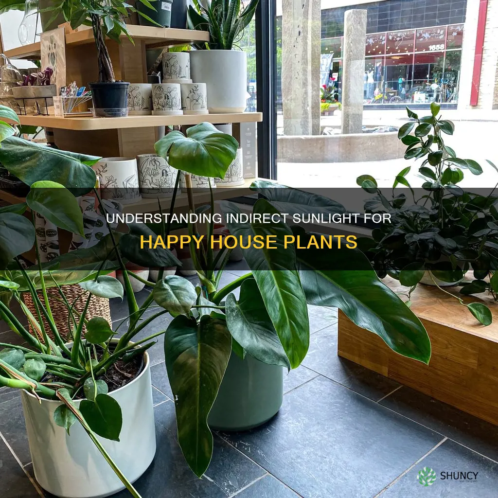 Understanding Indirect Sunlight For Happy House Plants ShunCy Understanding Indirect Sunlight For Happy House Plants ShunCy