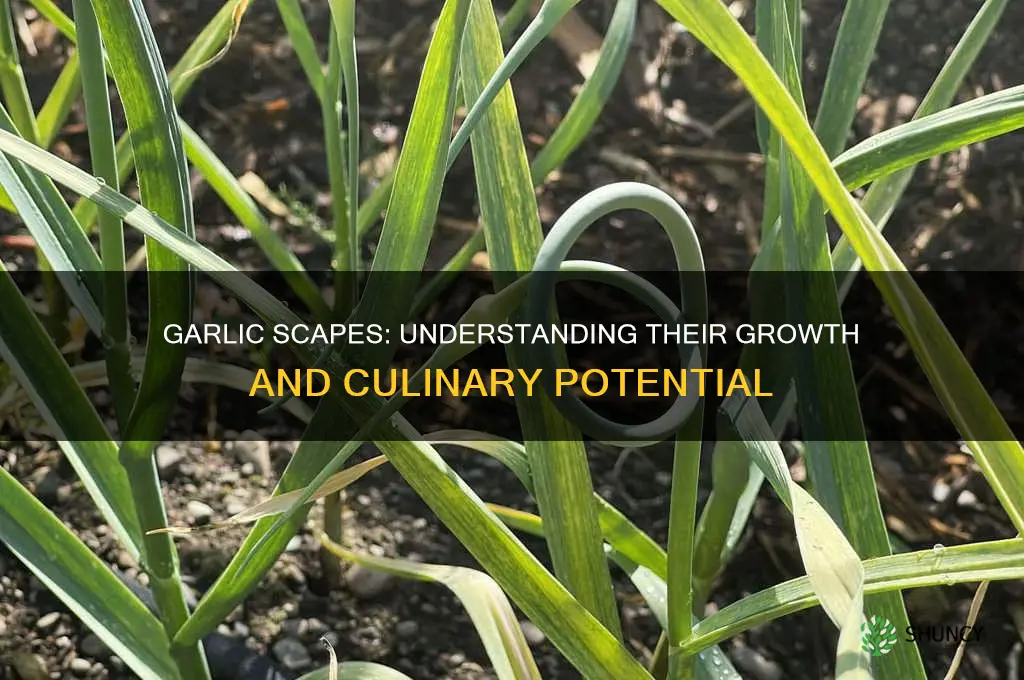 Garlic Scapes: Understanding Their Growth And Culinary Potential | ShunCy