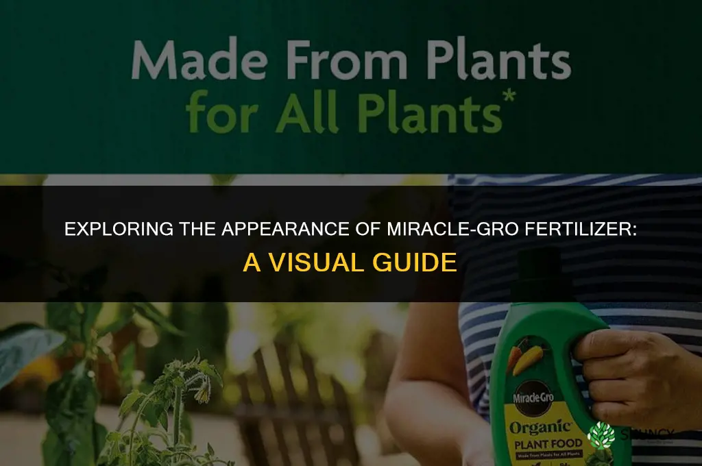 Exploring The Appearance Of Miracle-Gro Fertilizer: A Visual Guide | ShunCy