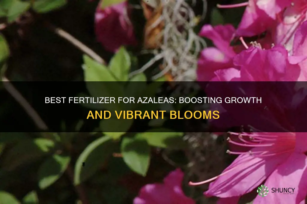 Best Fertilizer For Azaleas: Boosting Growth And Vibrant Blooms | ShunCy