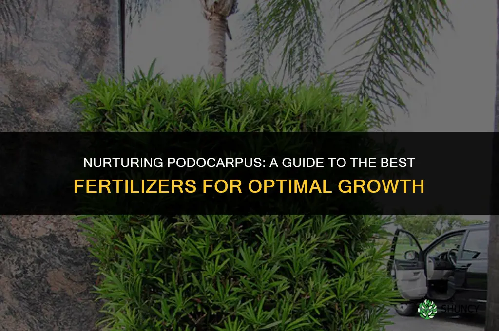 Nurturing Podocarpus: A Guide To The Best Fertilizers For Optimal ...