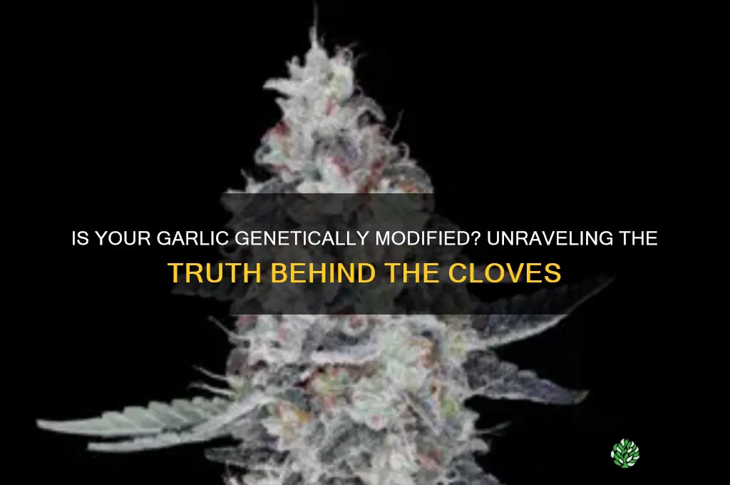 Is Your Garlic Genetically Modified? Unraveling The Truth Behind The ...