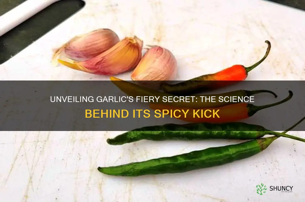 Unveiling Garlic's Fiery Secret: The Science Behind Its Spicy Kick | ShunCy
