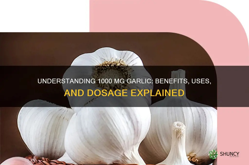 Understanding 1000 Mg Garlic: Benefits, Uses, And Dosage Explained | ShunCy