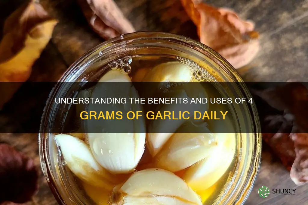 Understanding The Benefits And Uses Of 4 Grams Of Garlic Daily | ShunCy