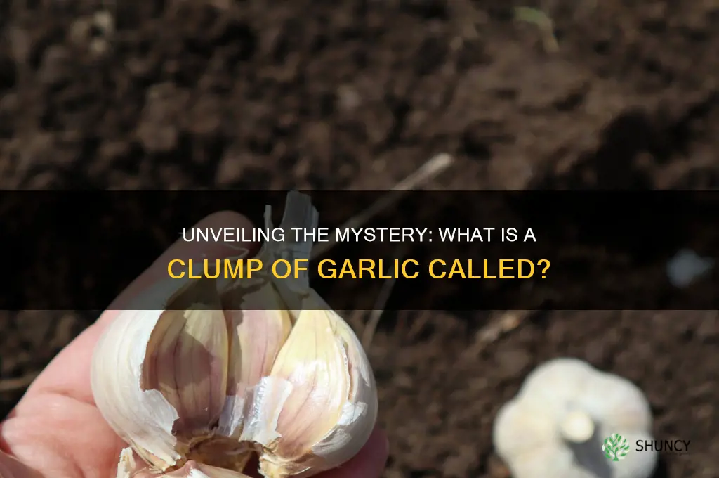 Unveiling The Mystery: What Is A Clump Of Garlic Called? | ShunCy