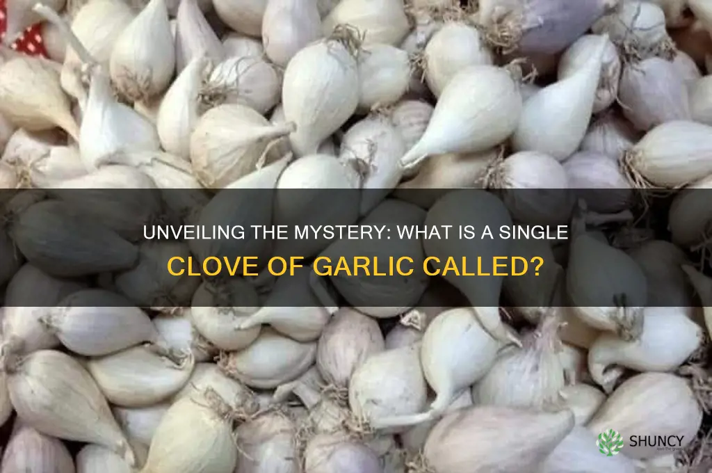 Unveiling The Mystery: What Is A Single Clove Of Garlic Called? | ShunCy