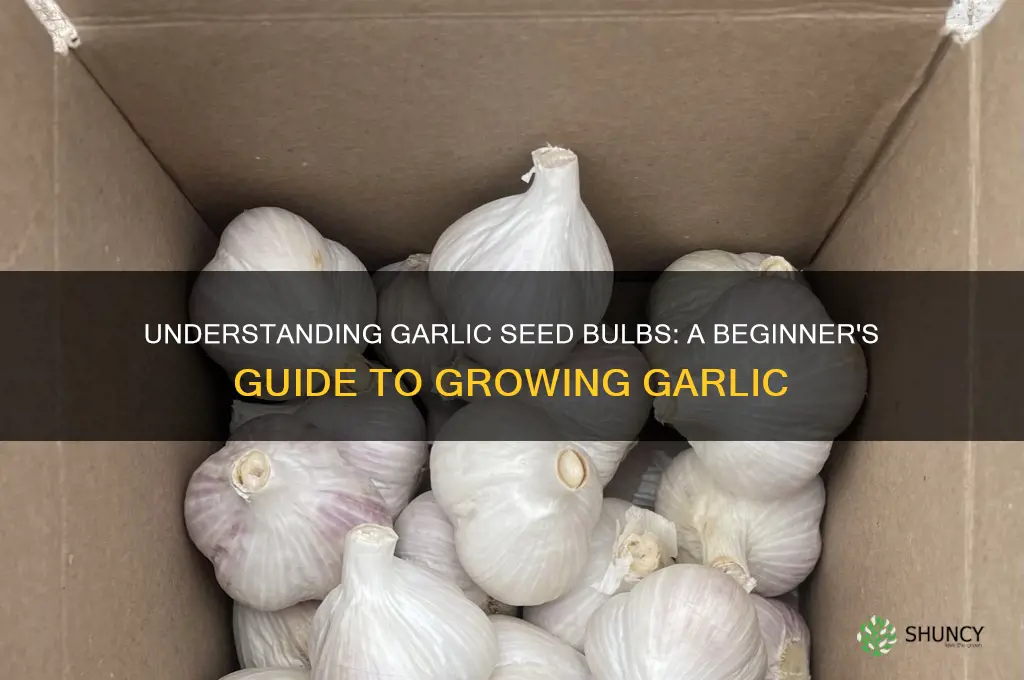 Understanding Garlic Seed Bulbs: A Beginner's Guide To Growing Garlic ...