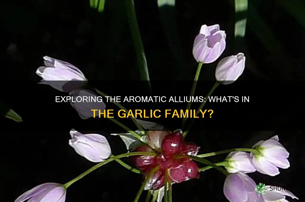Exploring The Aromatic Alliums: What's In The Garlic Family? | ShunCy