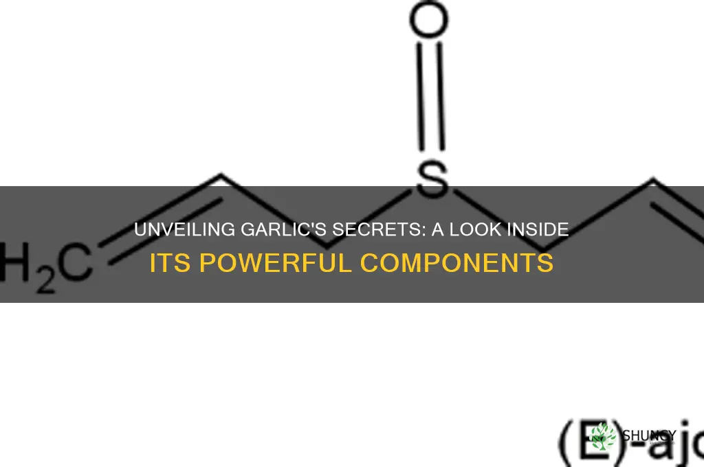 Unveiling Garlic's Secrets: A Look Inside Its Powerful Components | ShunCy