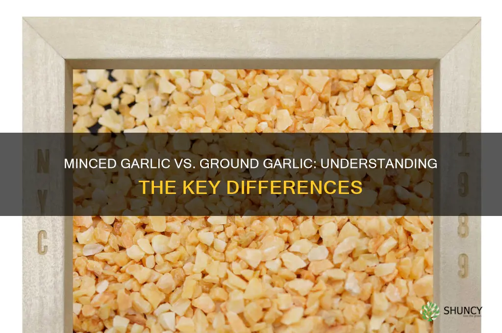 Minced Garlic Vs. Ground Garlic: Understanding The Key Differences | ShunCy