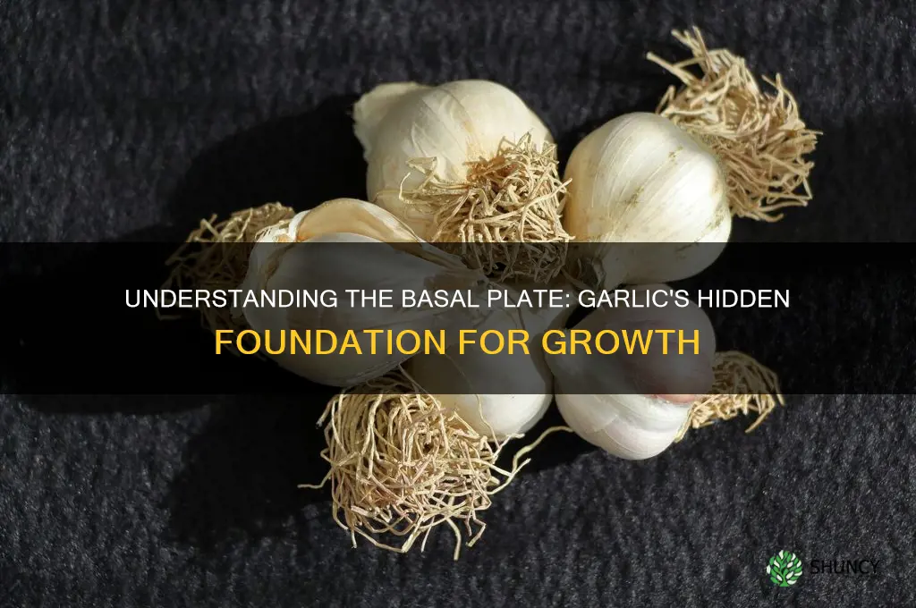 Understanding The Basal Plate: Garlic's Hidden Foundation For Growth ...