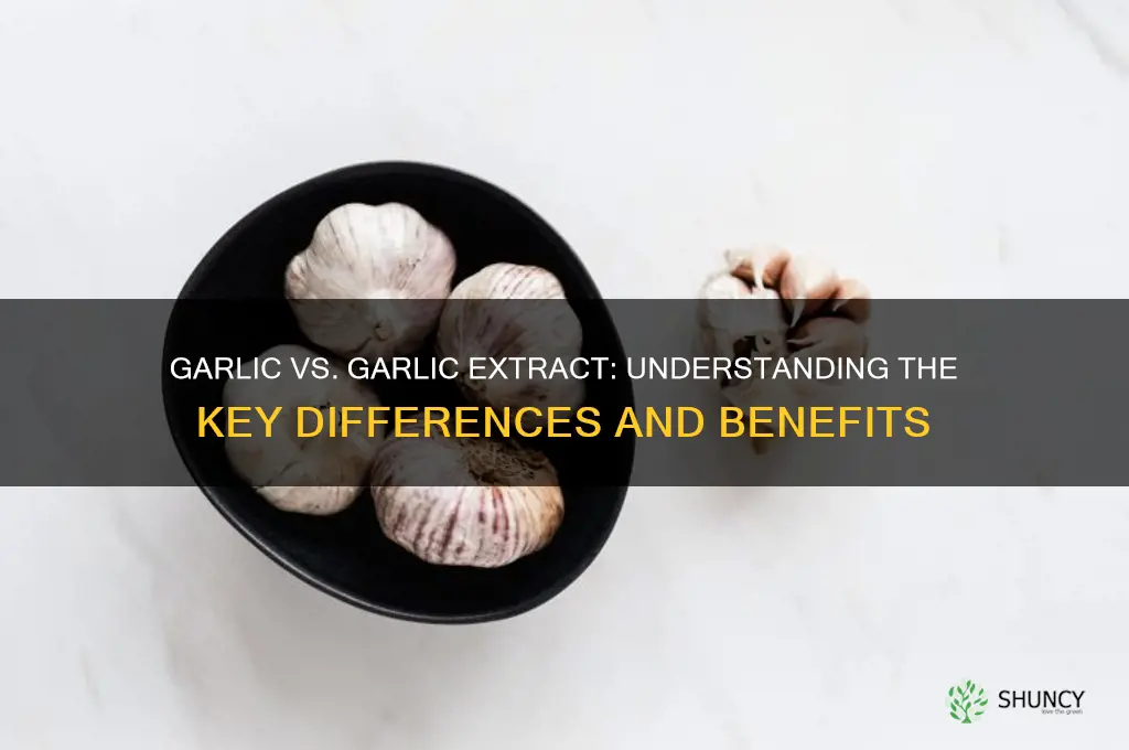 Garlic Vs. Garlic Extract: Understanding The Key Differences And ...