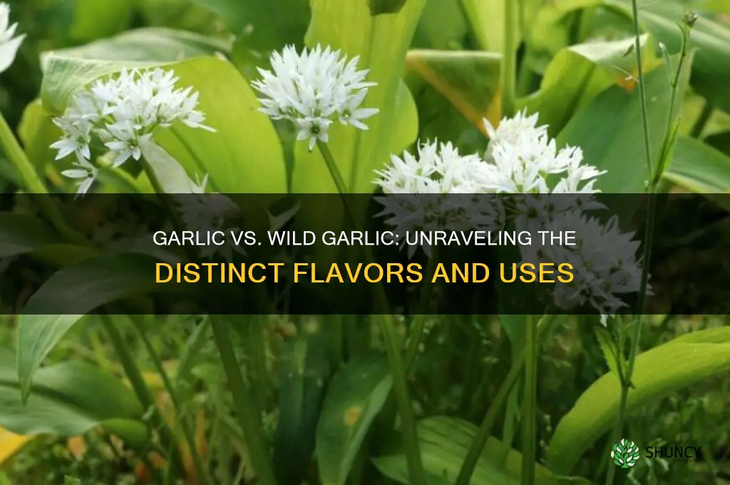 Garlic Vs. Wild Garlic: Unraveling The Distinct Flavors And Uses | ShunCy