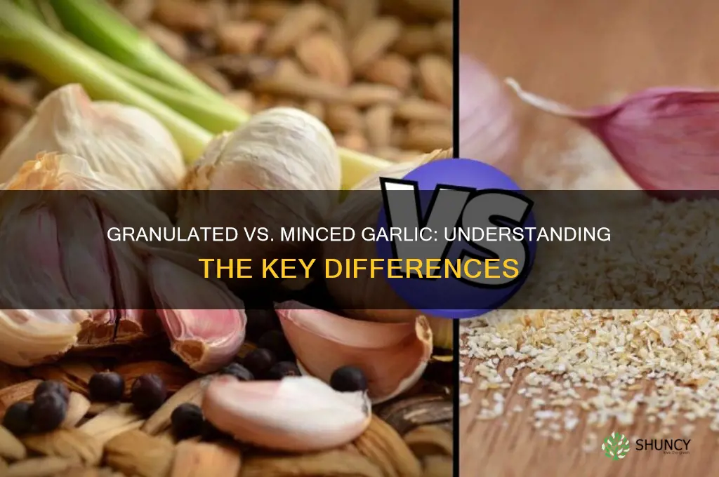 Granulated Vs. Minced Garlic: Understanding The Key Differences | ShunCy