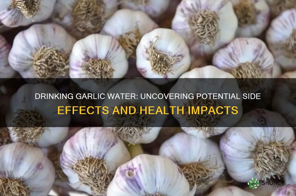 Drinking Garlic Water: Uncovering Potential Side Effects And Health ...