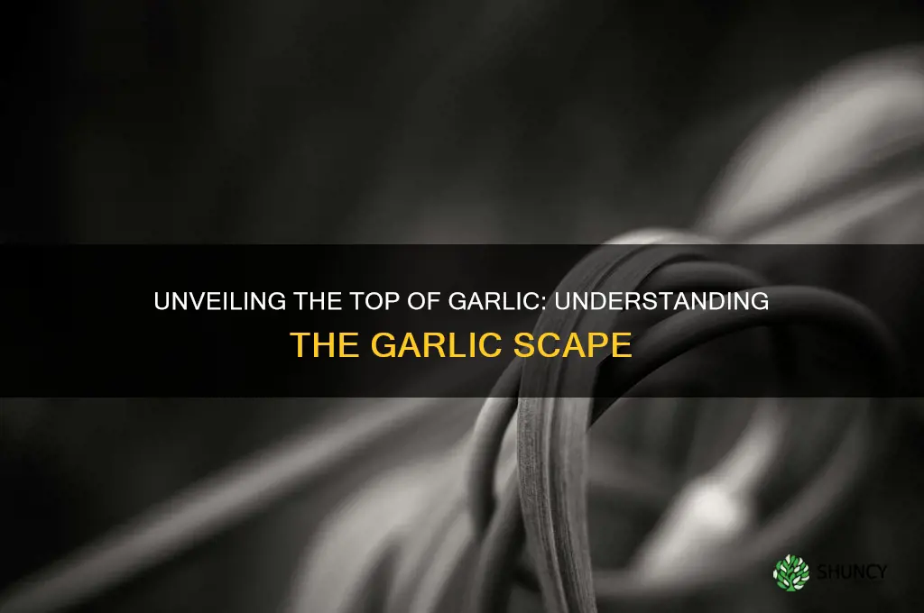 Unveiling The Top Of Garlic: Understanding The Garlic Scape | ShunCy