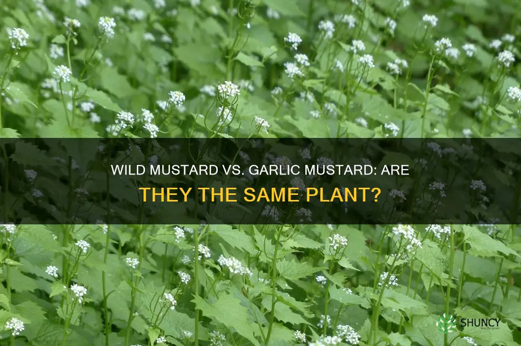 Wild Mustard Vs. Garlic Mustard: Are They The Same Plant? | ShunCy
