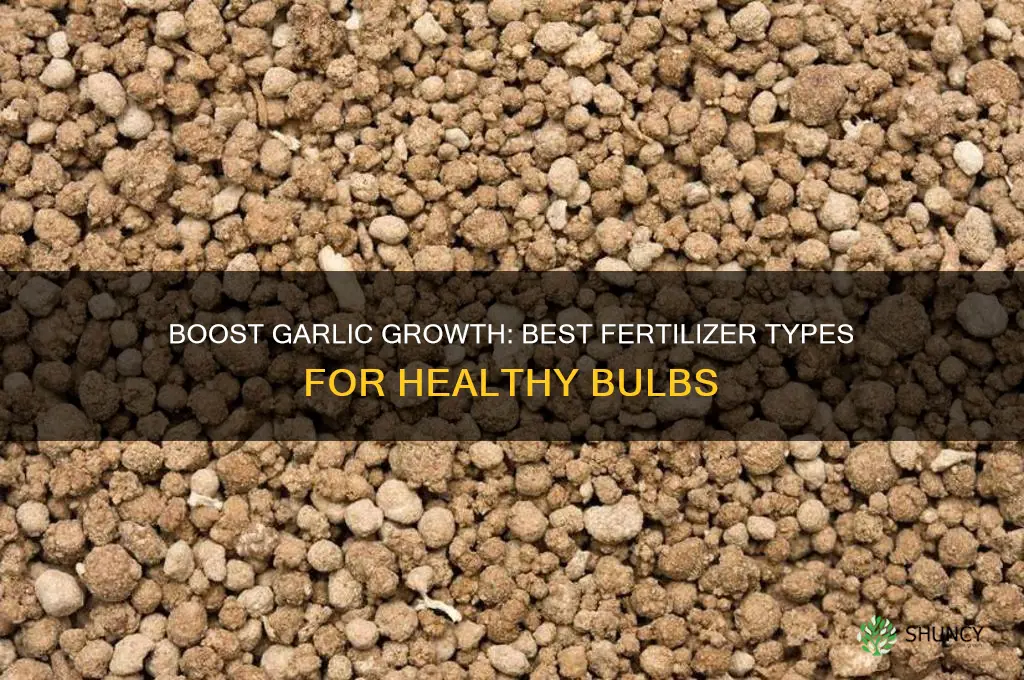 Boost Garlic Growth: Best Fertilizer Types For Healthy Bulbs | ShunCy