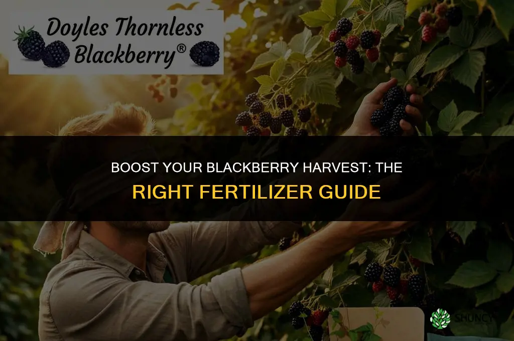Boost Your Blackberry Harvest: The Right Fertilizer Guide | ShunCy