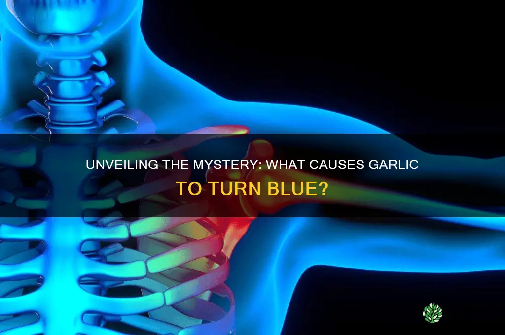 Unveiling The Mystery: What Causes Garlic To Turn Blue? | ShunCy