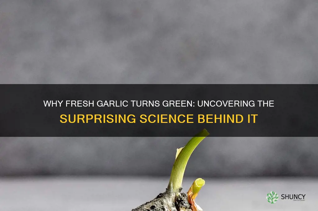 Why Fresh Garlic Turns Green: Uncovering The Surprising Science Behind ...