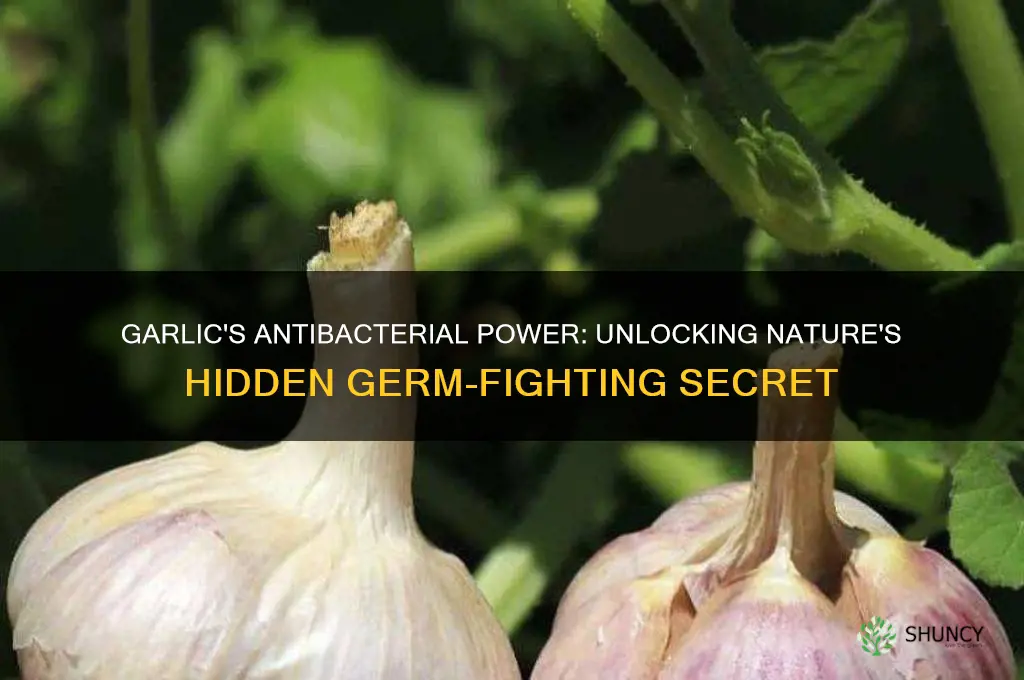 Garlic's Antibacterial Power: Unlocking Nature's Hidden Germ-Fighting ...