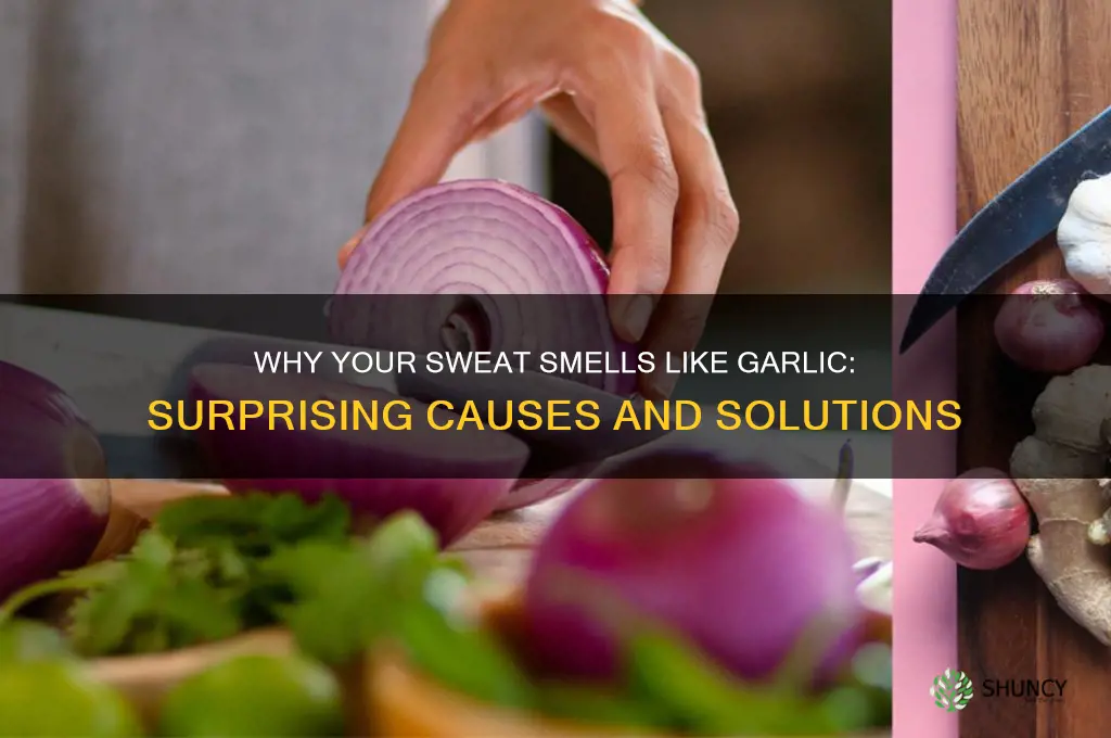 Why Your Sweat Smells Like Garlic: Surprising Causes And Solutions | ShunCy