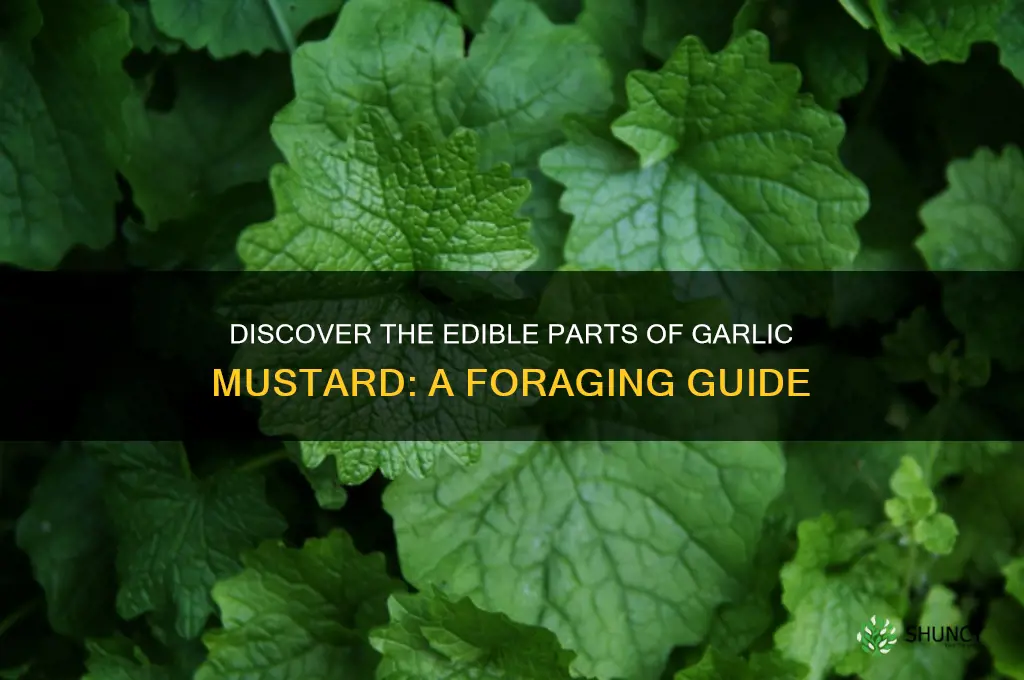 Discover The Edible Parts Of Garlic Mustard: A Foraging Guide | ShunCy