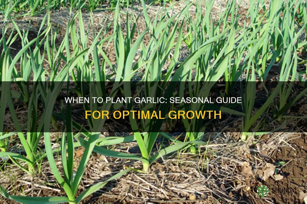 When To Plant Garlic: Seasonal Guide For Optimal Growth | ShunCy