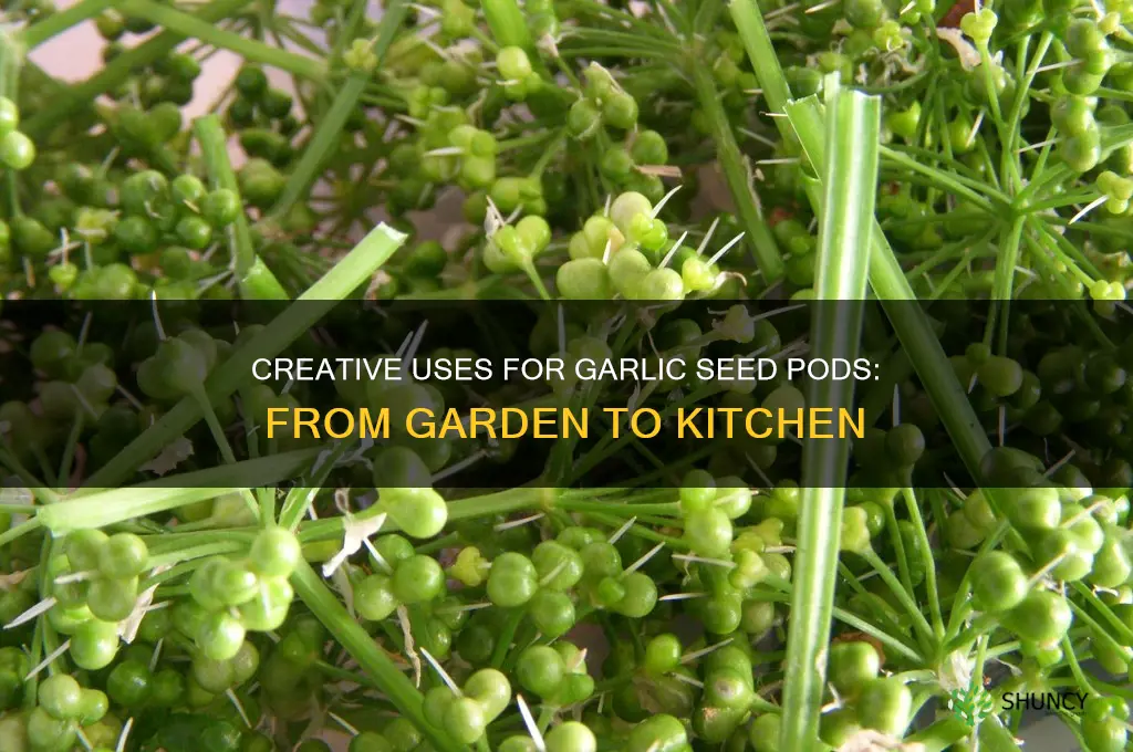 Creative Uses For Garlic Seed Pods: From Garden To Kitchen | ShunCy