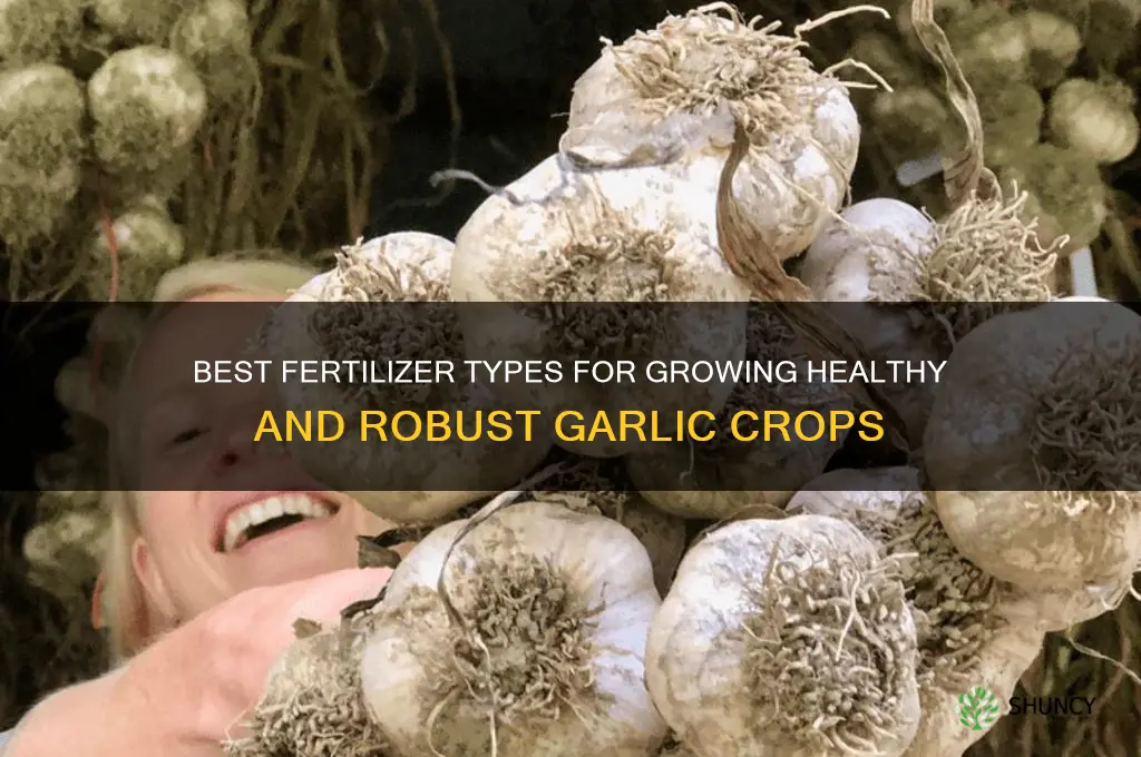 Best Fertilizer Types For Growing Healthy And Robust Garlic Crops | ShunCy