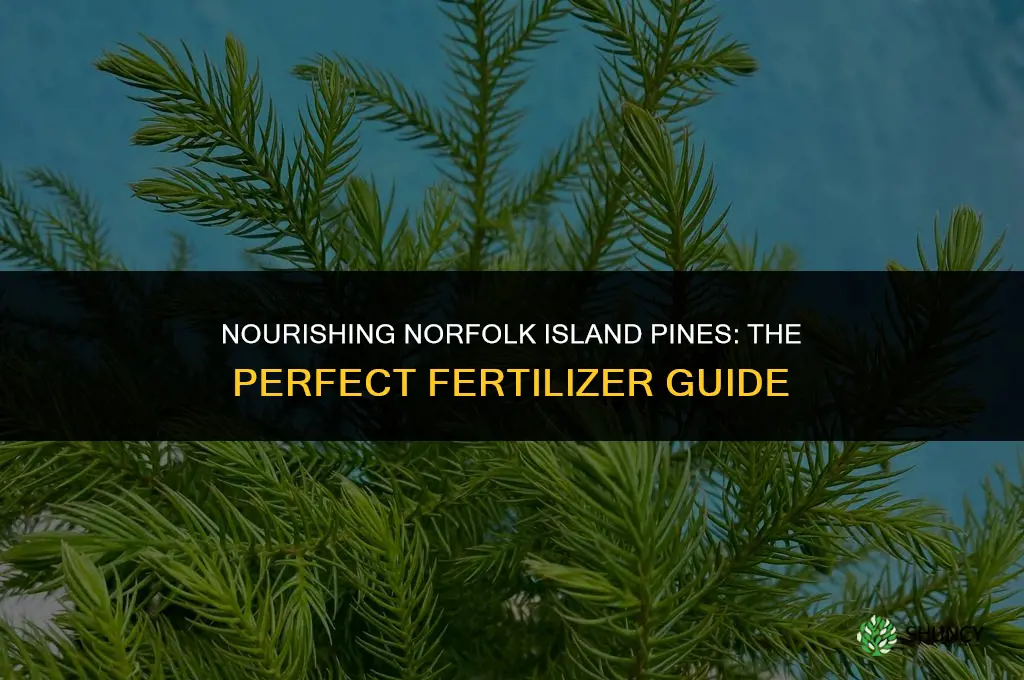 Nourishing Norfolk Island Pines: The Perfect Fertilizer Guide | ShunCy