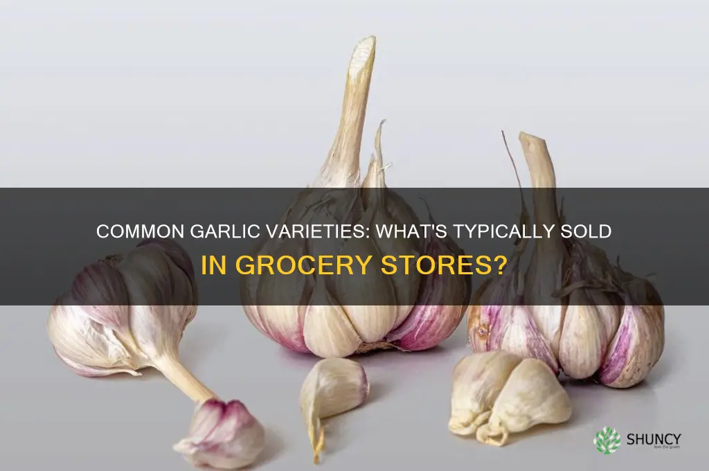 Common Garlic Varieties: What's Typically Sold In Grocery Stores? | ShunCy