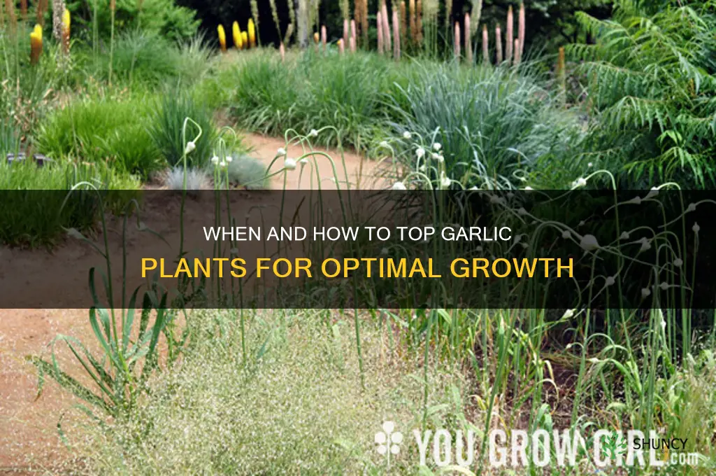 When And How To Top Garlic Plants For Optimal Growth | ShunCy