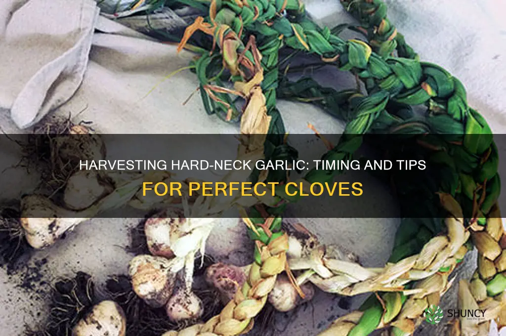 Harvesting Hard-Neck Garlic: Timing And Tips For Perfect Cloves | ShunCy