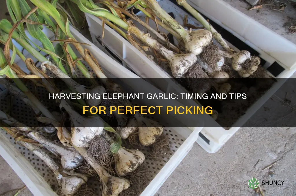 Harvesting Elephant Garlic: Timing And Tips For Perfect Picking | ShunCy