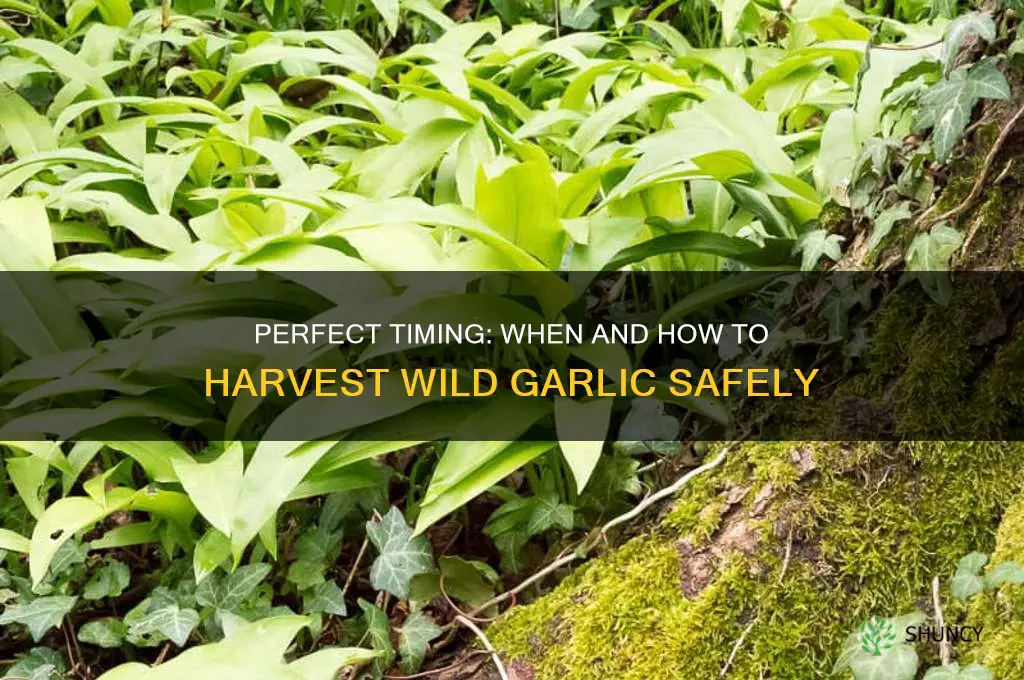 Perfect Timing: When And How To Harvest Wild Garlic Safely | ShunCy