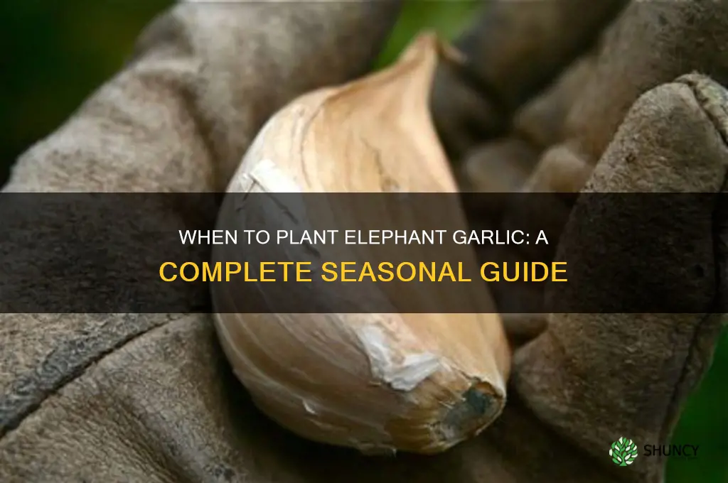 When To Plant Elephant Garlic: A Complete Seasonal Guide | ShunCy