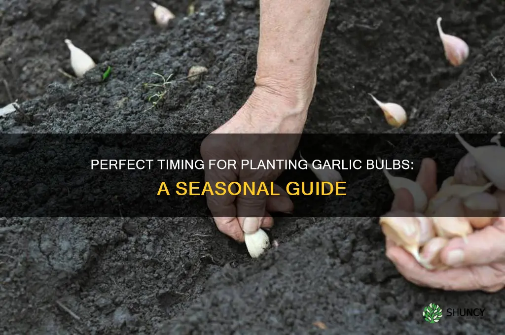 Perfect Timing For Planting Garlic Bulbs: A Seasonal Guide | ShunCy