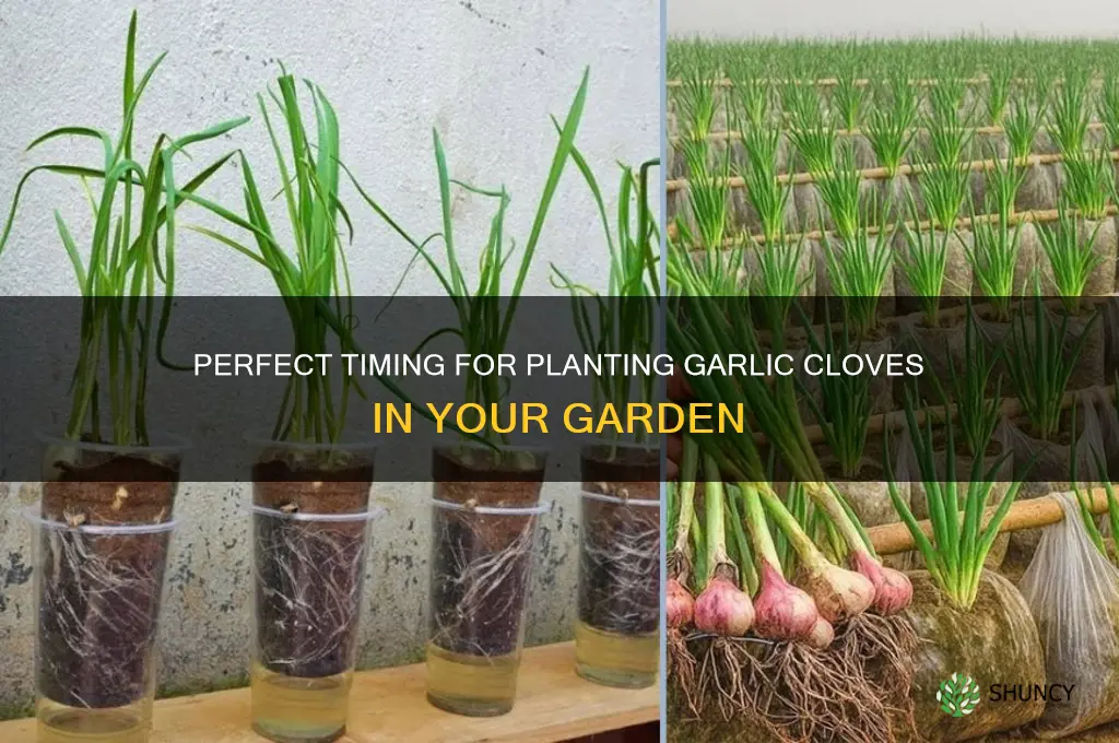 Perfect Timing For Planting Garlic Cloves In Your Garden | ShunCy