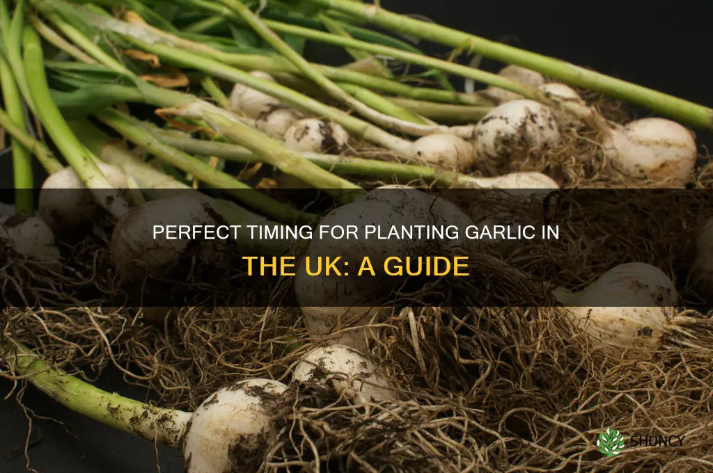 Perfect Timing For Planting Garlic In The Uk: A Guide | ShunCy