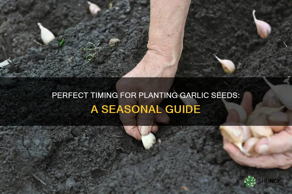 Perfect Timing For Planting Garlic Seeds: A Seasonal Guide | ShunCy