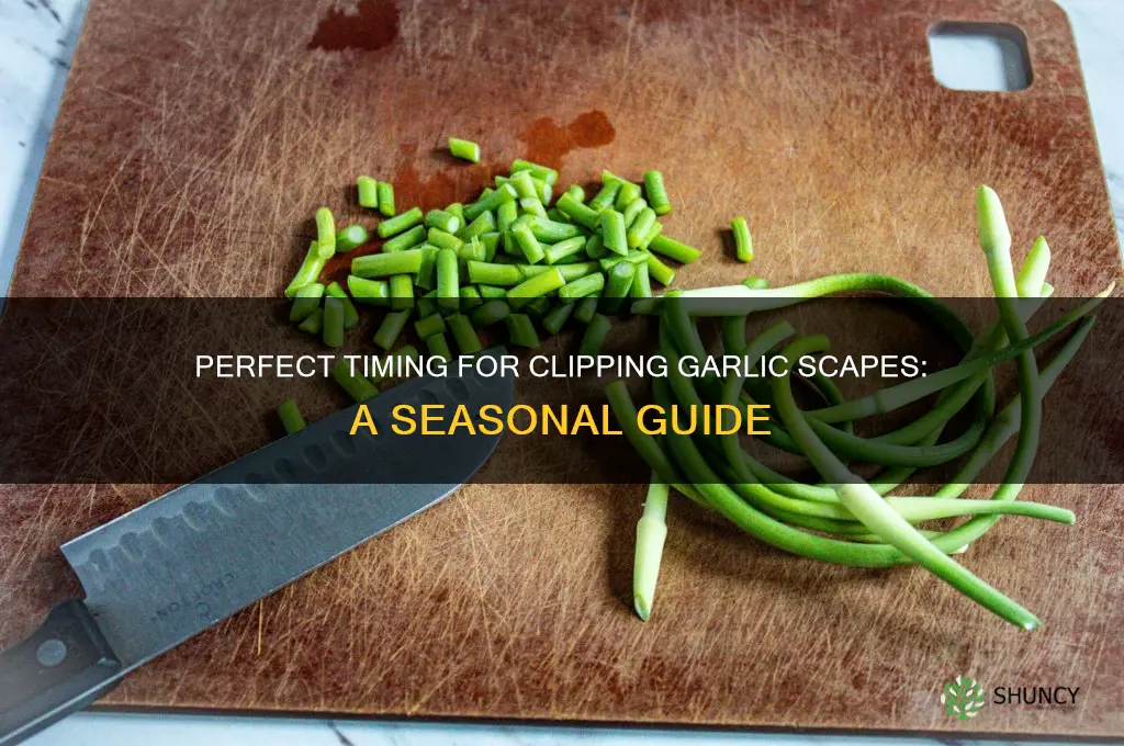 Perfect Timing For Clipping Garlic Scapes: A Seasonal Guide | ShunCy