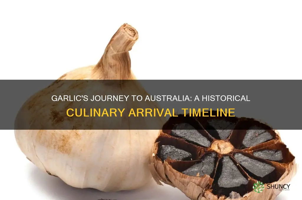 Garlic's Journey To Australia: A Historical Culinary Arrival Timeline ...